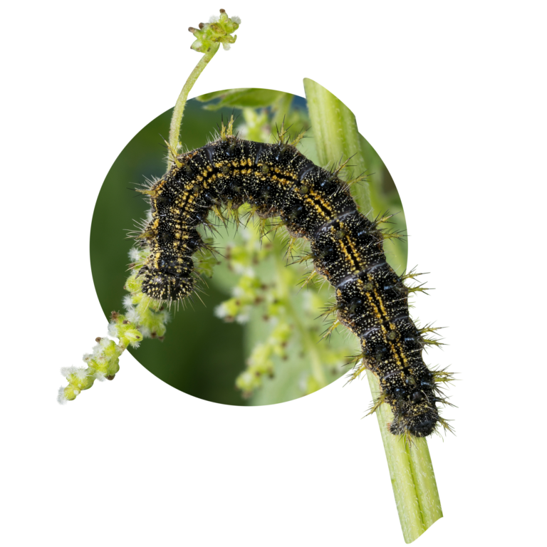 Kleiner Fuchs - NABU Insektentrainer