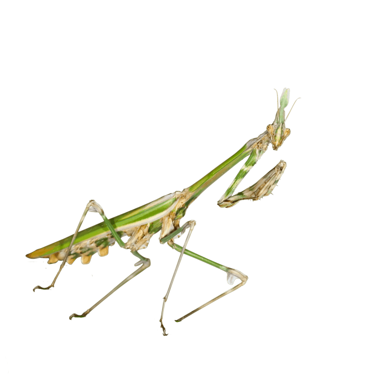 Gottesanbeterin - NABU Insektentrainer